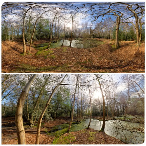 360 HDRI panorama of Autumn Forest in 30k, 15k and 4k resolution