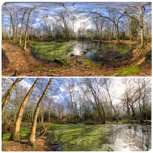 360 HDRI panorama of Autumn Forest in 30k, 15k and 4k resolution