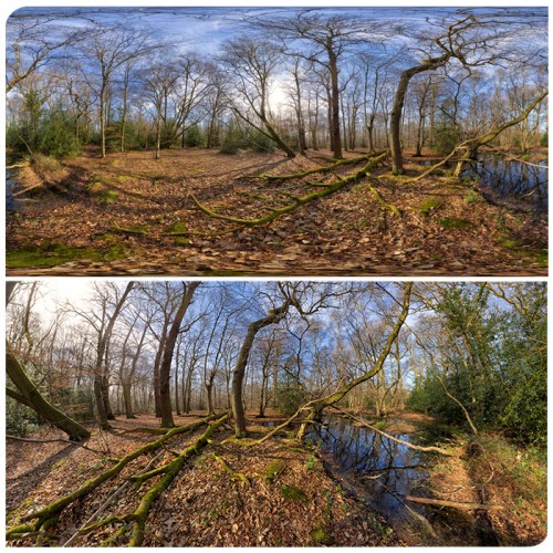 360 HDRI panorama of Autumn Forest in 30k, 15k and 4k resolution