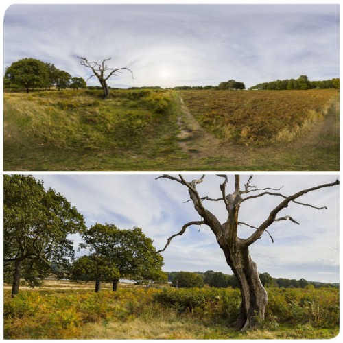 360 HDRI panorama of Dead Tree in high 30k, 15k or 4k resolution ...