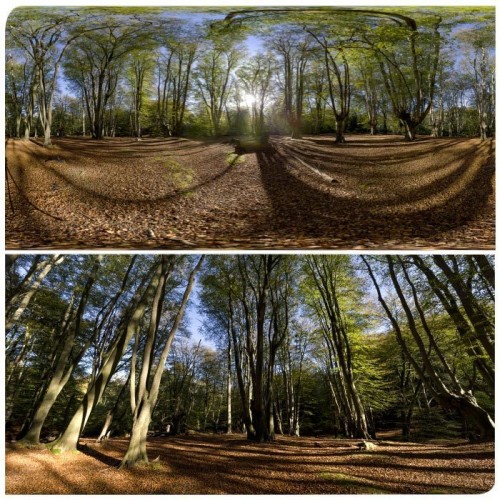 360 HDRI panorama of Epping Forest 2 in high 30k, 15k or 4k resolution ...