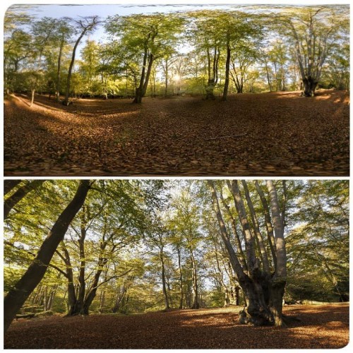 360 HDRI panorama of Epping Forest 4 in high 30k, 15k or 4k resolution ...