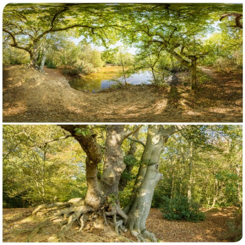360 HDRI panorama of Forest in 30k, 15k and 4k resolution