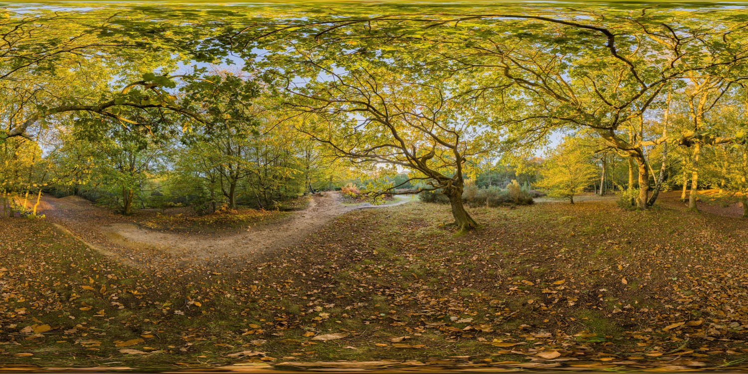 360 HDRI panorama of Forest I in sunset in high 30k resolution - trees ...