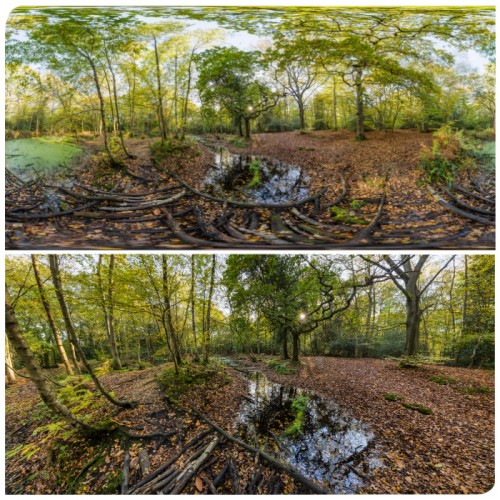 360 HDRI panorama of Forest Swamps in high 30k, 15k or 4k resolution ...