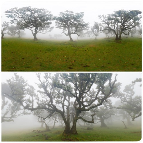 360 HDRI panorama of Madeira Fanal Forest in 30k, 16k and 4k resolution